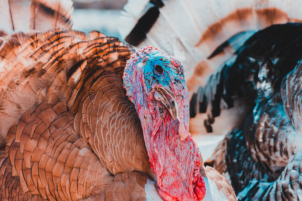 8 Facts You Didn't Know About Turkeys