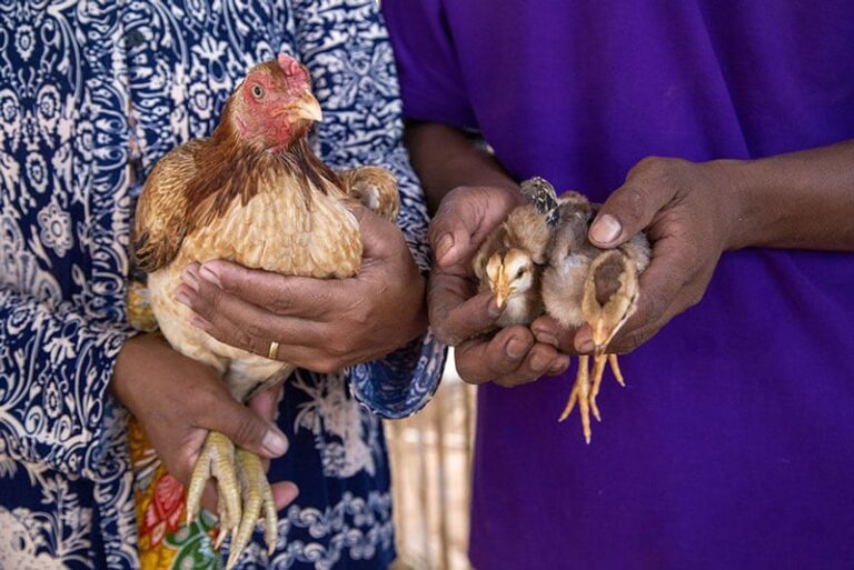 Gift Ark - Heifer International